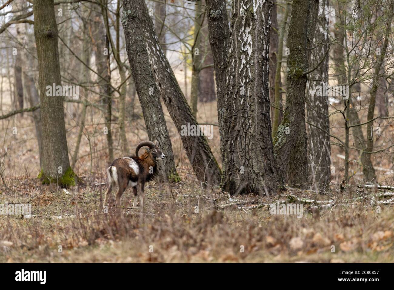 Horse rewilding Konik wild nature animal wildlife Kiev Ukraine mammal ...