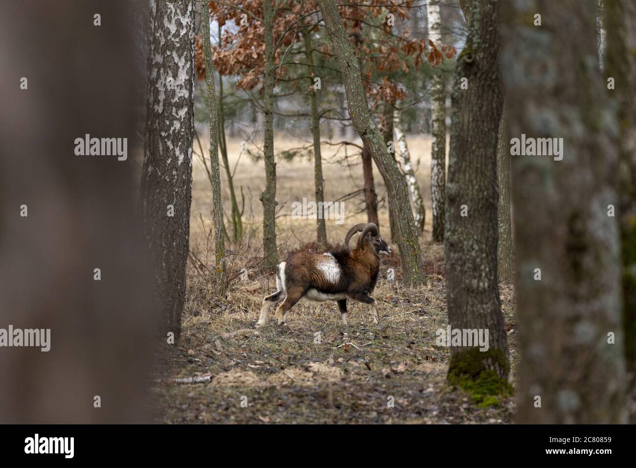 Horse rewilding Konik wild nature animal wildlife Kiev Ukraine mammal ...