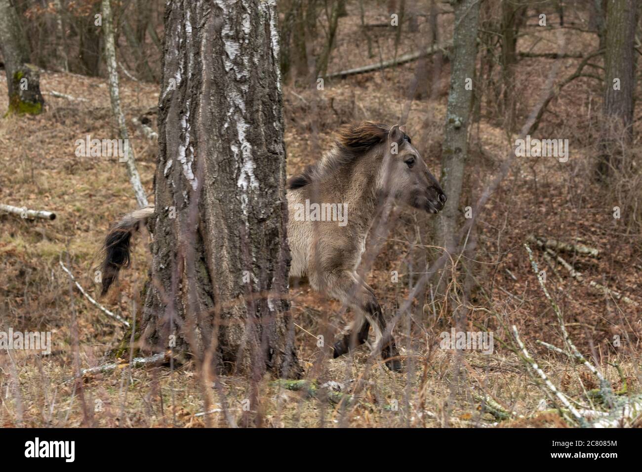 Horse rewilding Konik wild nature animal wildlife Kiev Ukraine mammal ...