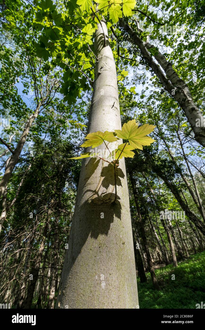 Sycamore tree spring hi-res stock photography and images - Alamy