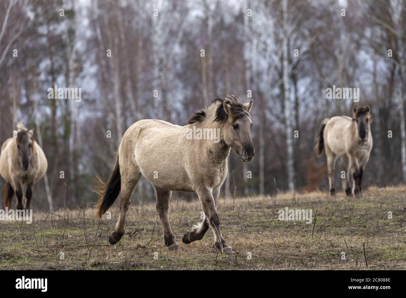 Horse rewilding Konik wild nature animal wildlife Kiev Ukraine mammal ...