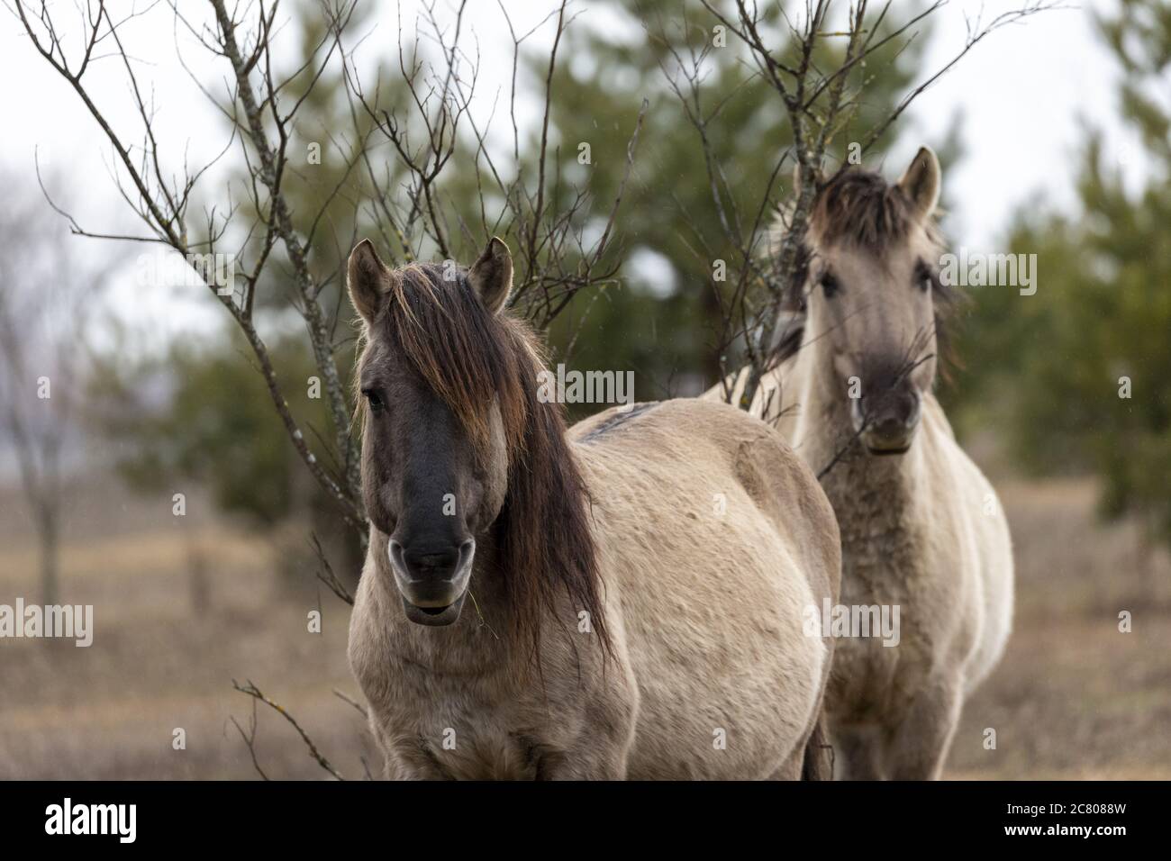Horse rewilding Konik wild nature animal wildlife Kiev Ukraine mammal ...
