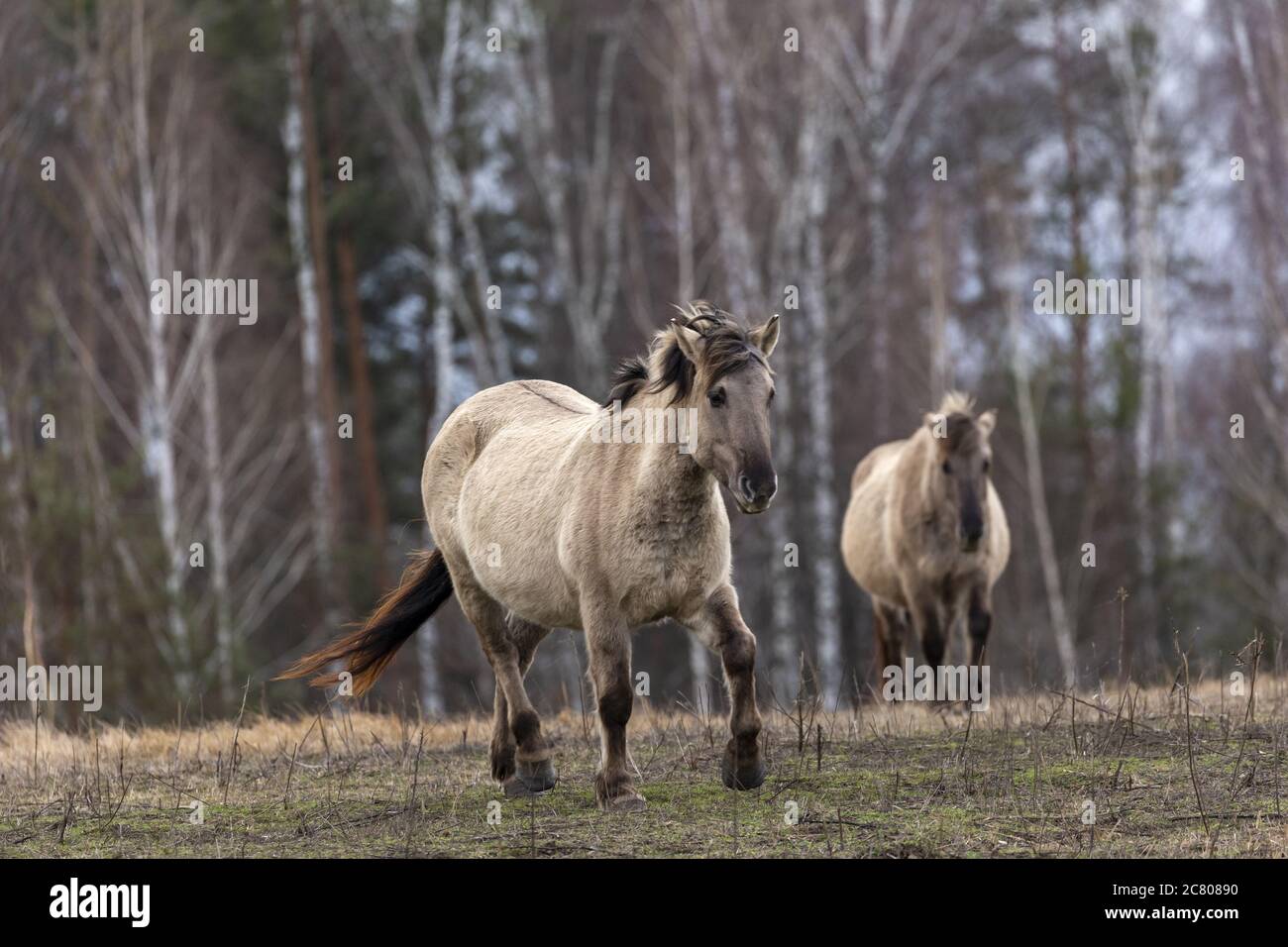 Horse rewilding Konik wild nature animal wildlife Kiev Ukraine mammal ...