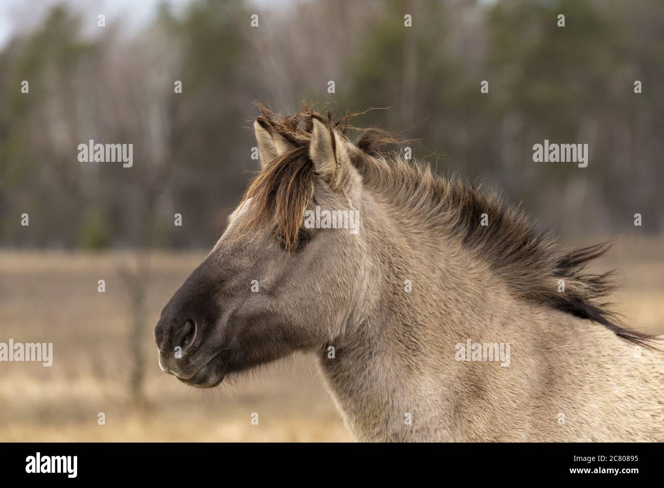 Horse rewilding Konik wild nature animal wildlife Kiev Ukraine mammal ...