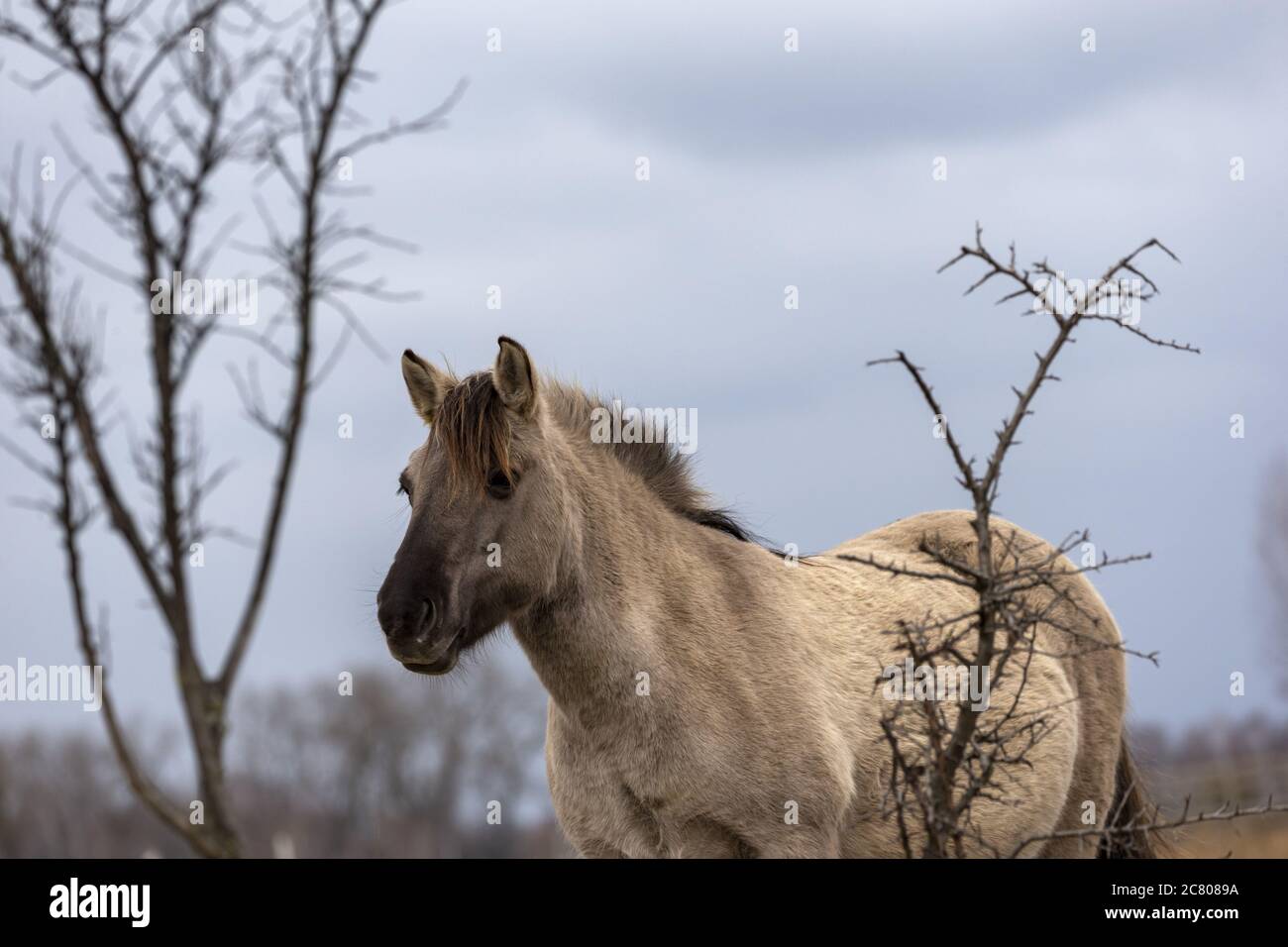 Horse rewilding Konik wild nature animal wildlife Kiev Ukraine mammal ...