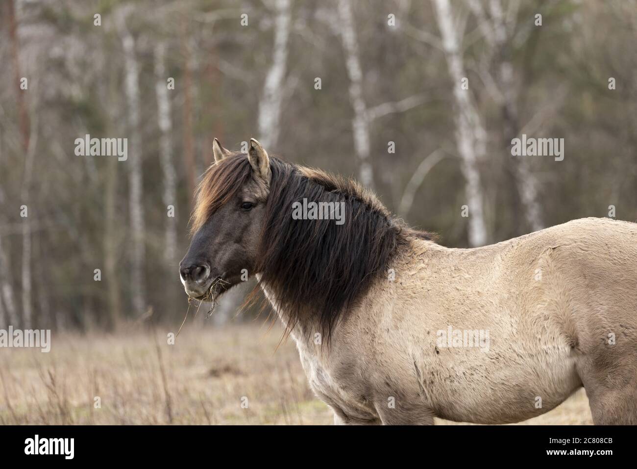 Horse rewilding Konik wild nature animal wildlife Kiev Ukraine mammal ...