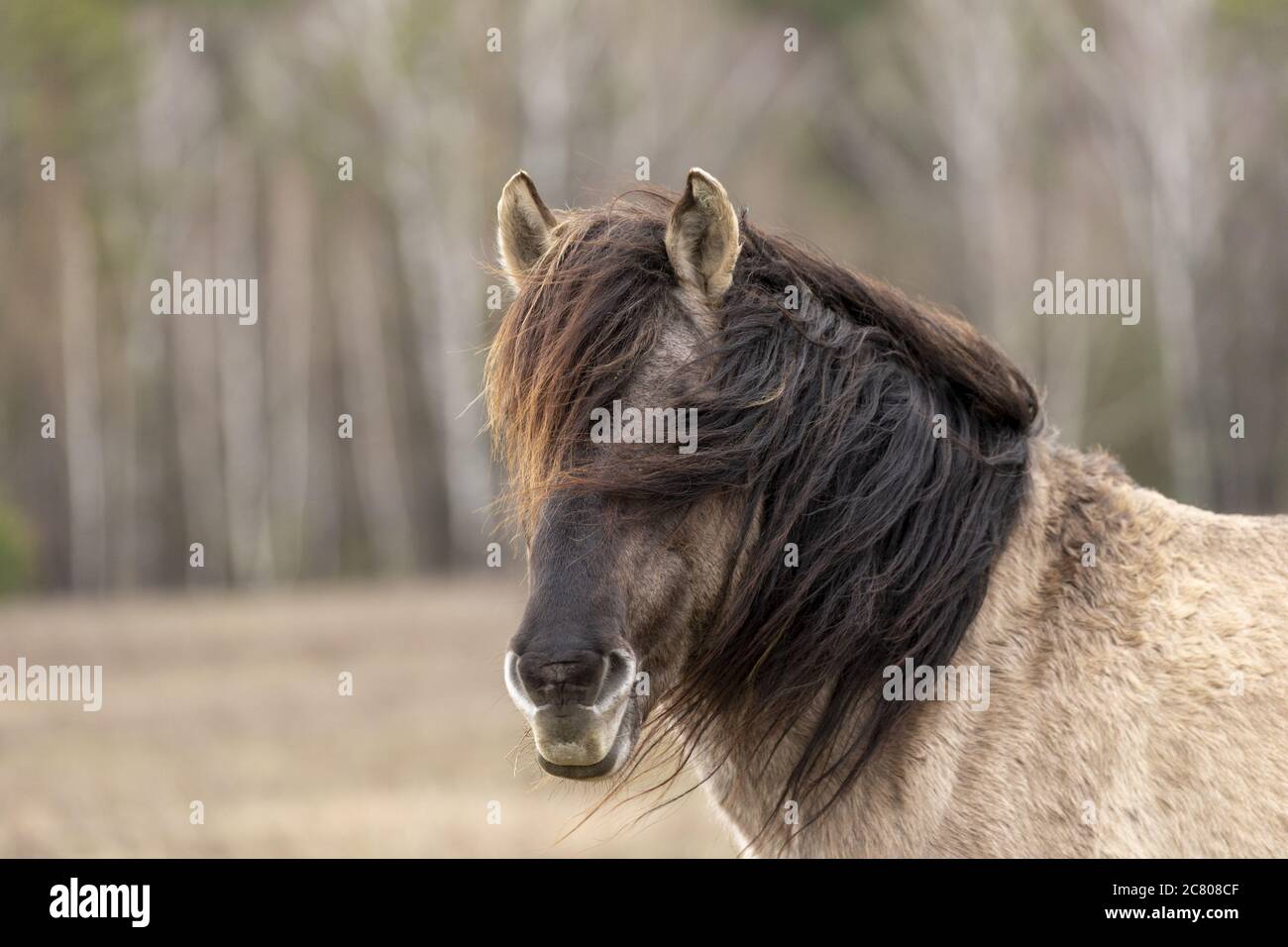 Horse rewilding Konik wild nature animal wildlife Kiev Ukraine mammal ...
