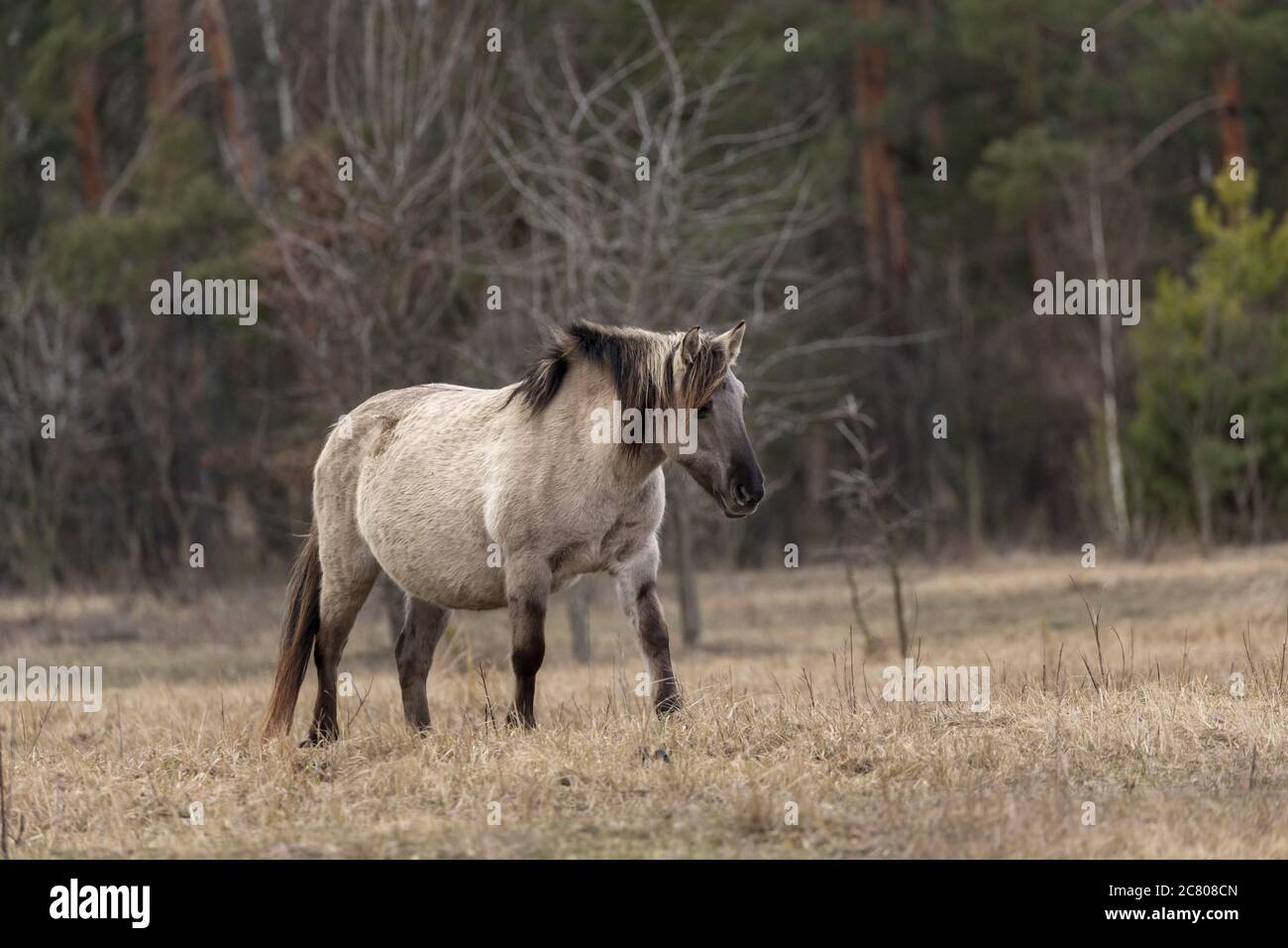 Horse rewilding Konik wild nature animal wildlife Kiev Ukraine mammal ...