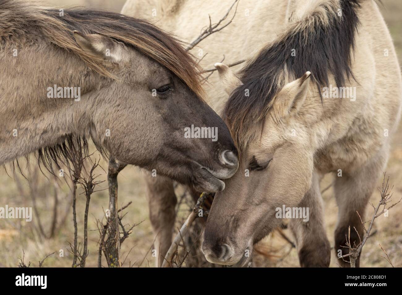 Horse rewilding Konik wild nature animal wildlife Kiev Ukraine mammal ...