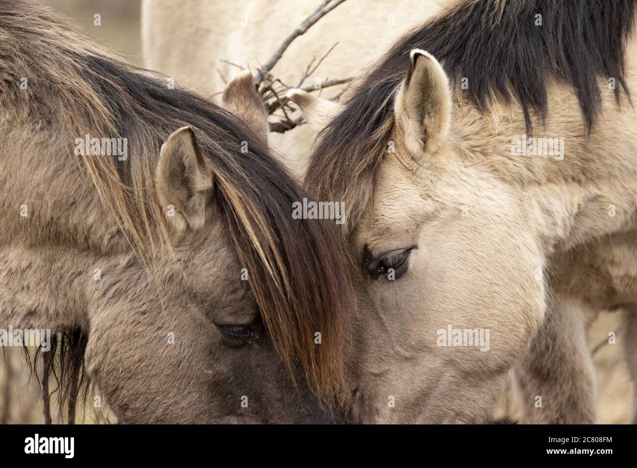 Horse rewilding Konik wild nature animal wildlife Kiev Ukraine mammal ...