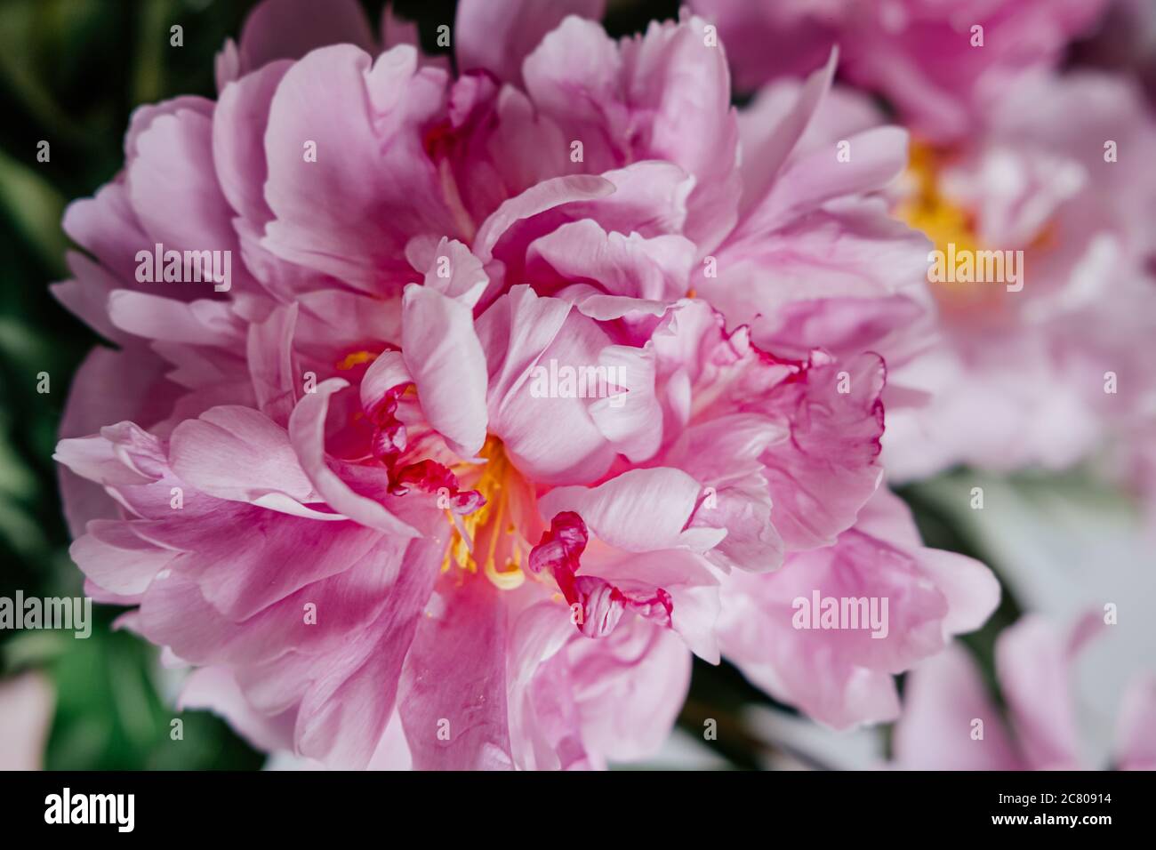Beautiful bunch of pink peonies hi-res stock photography and images - Alamy