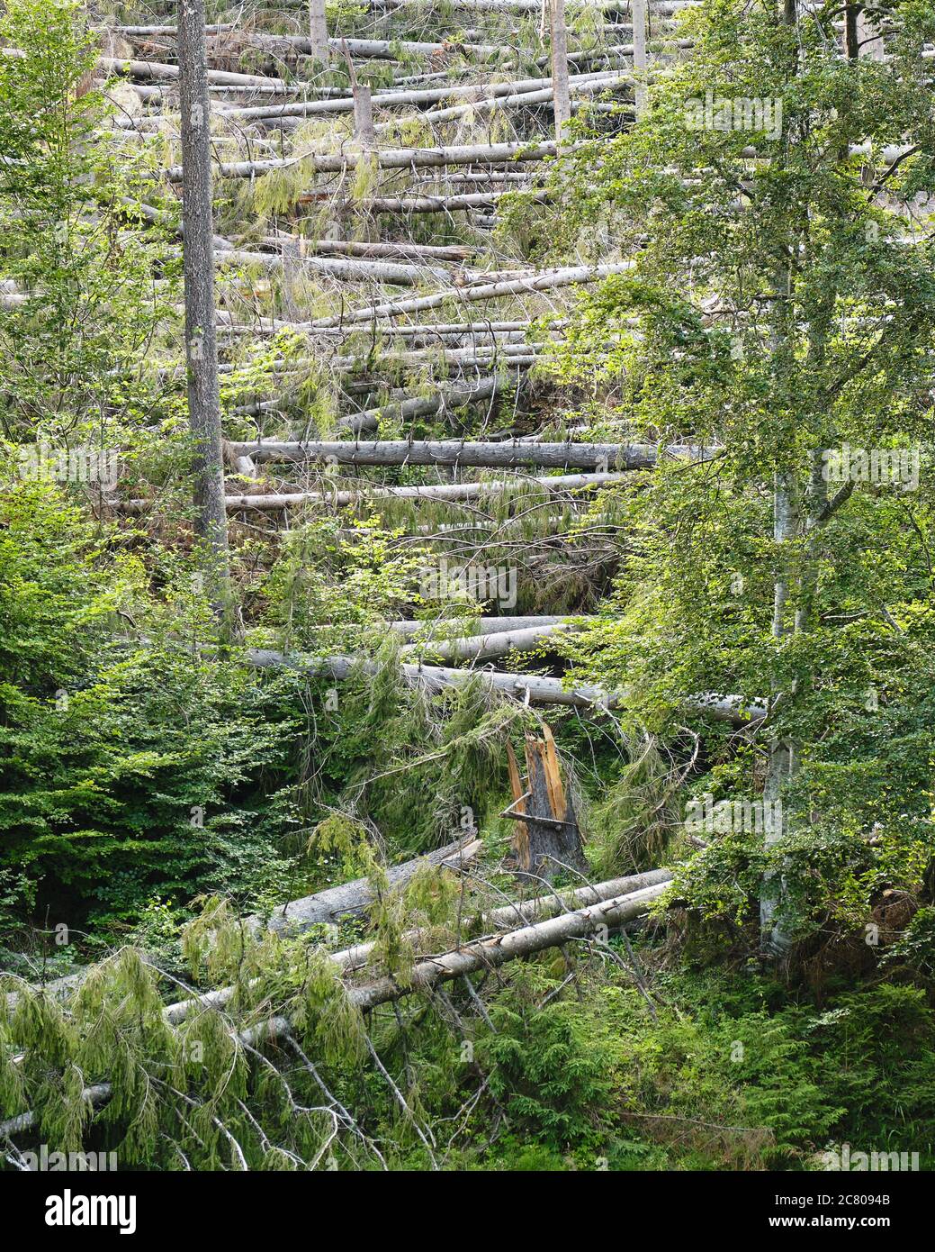 Deforestation caused by a landslide in Ciucas mountains, Romania ...