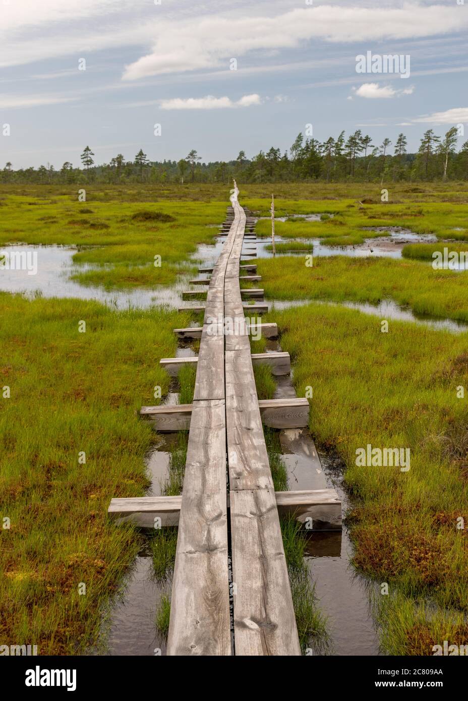 landscape with wooden wet pathway through swamp wetlands with small ...