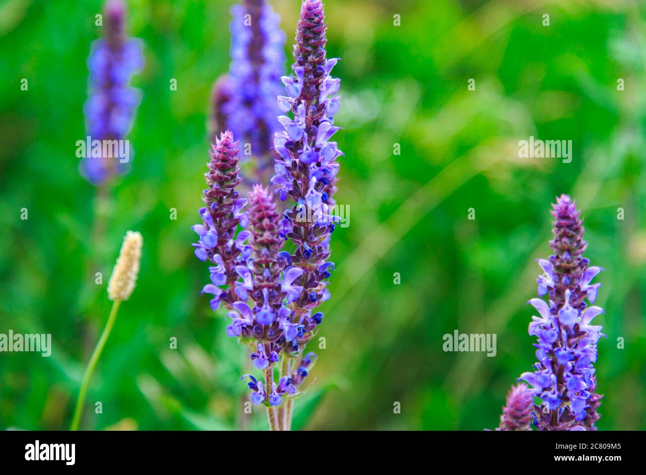 Sage flowers herb. Field with wild flowers of medicinal sage Stock ...
