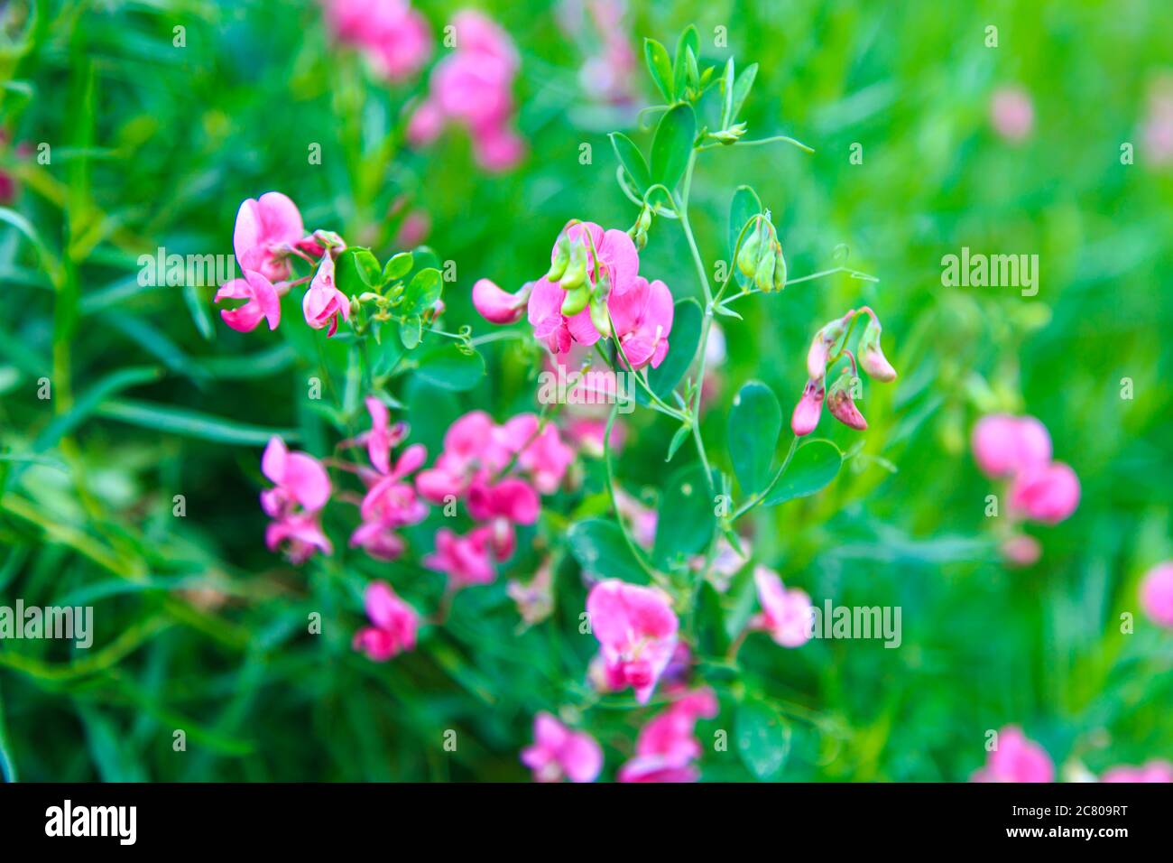 Purple wild violet flowers hi-res stock photography and images - Alamy