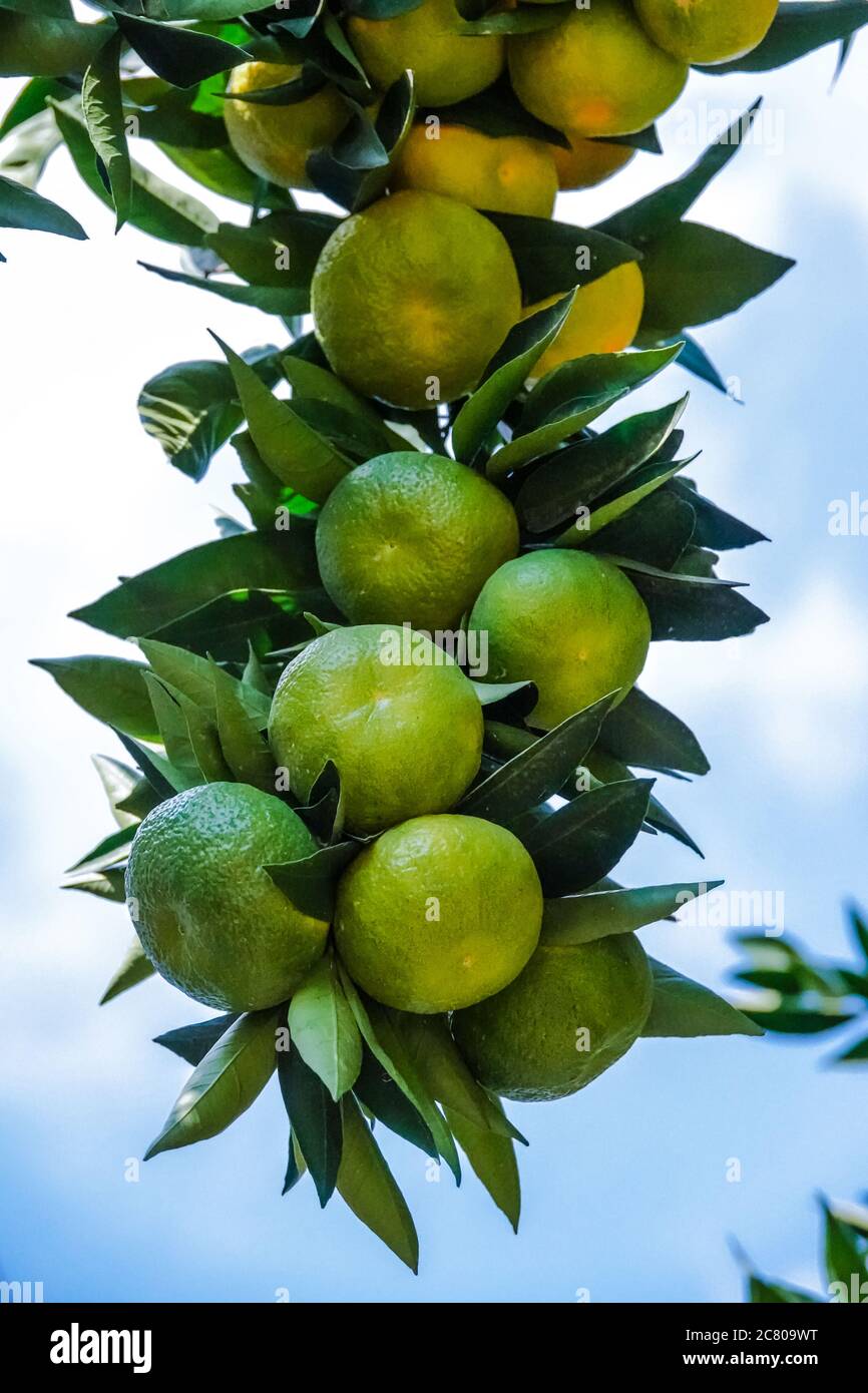 Raw mandarines in tree branch in Birgi village Izmir Turkey Stock Photo ...
