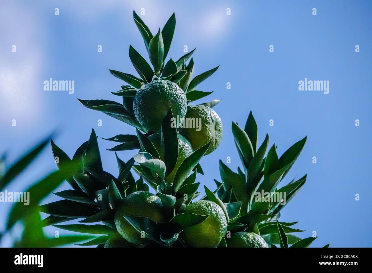 Raw mandarines in tree branch in Birgi village Izmir Turkey Stock Photo ...