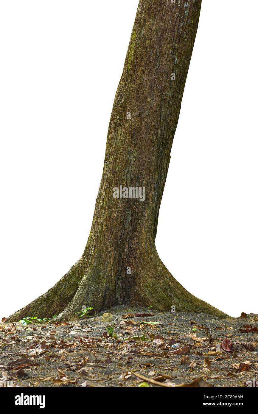 Tree trunk isolated on white background. This has clipping path Stock ...
