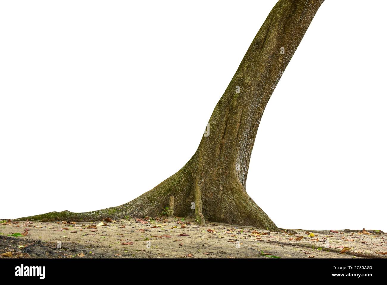 Tree trunk isolated on white background. This has clipping path Stock ...