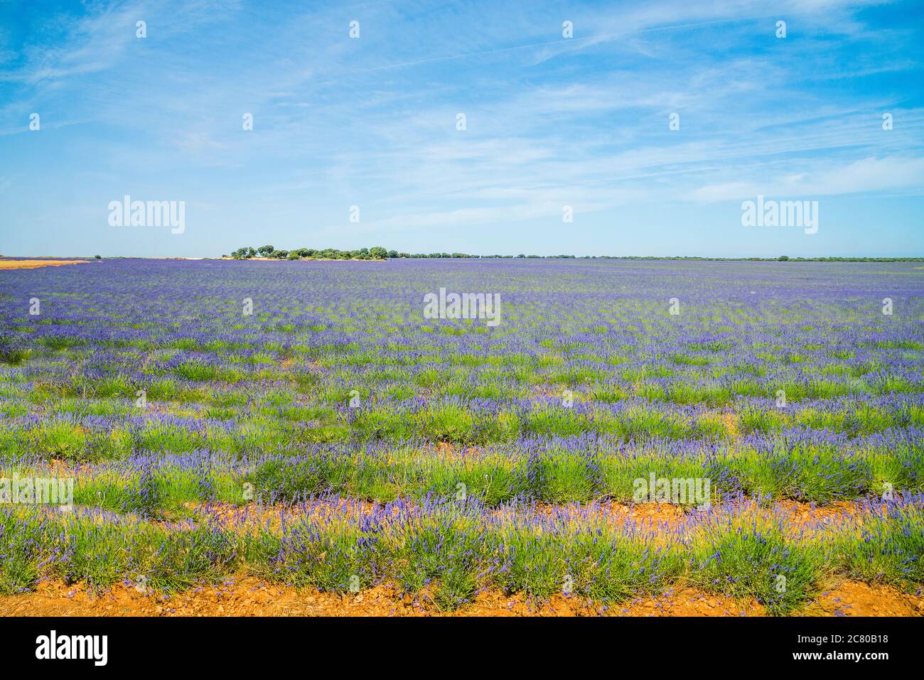 Lavender Fields Spain High Resolution Stock Photography and Images - Alamy