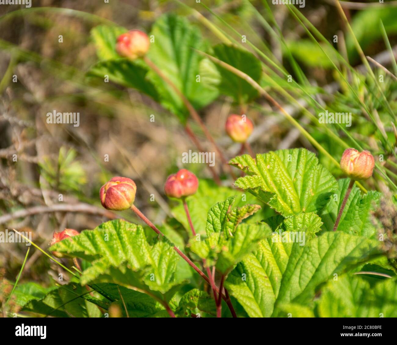 photography with bog berry - cloudberry, traditional bog plant ...