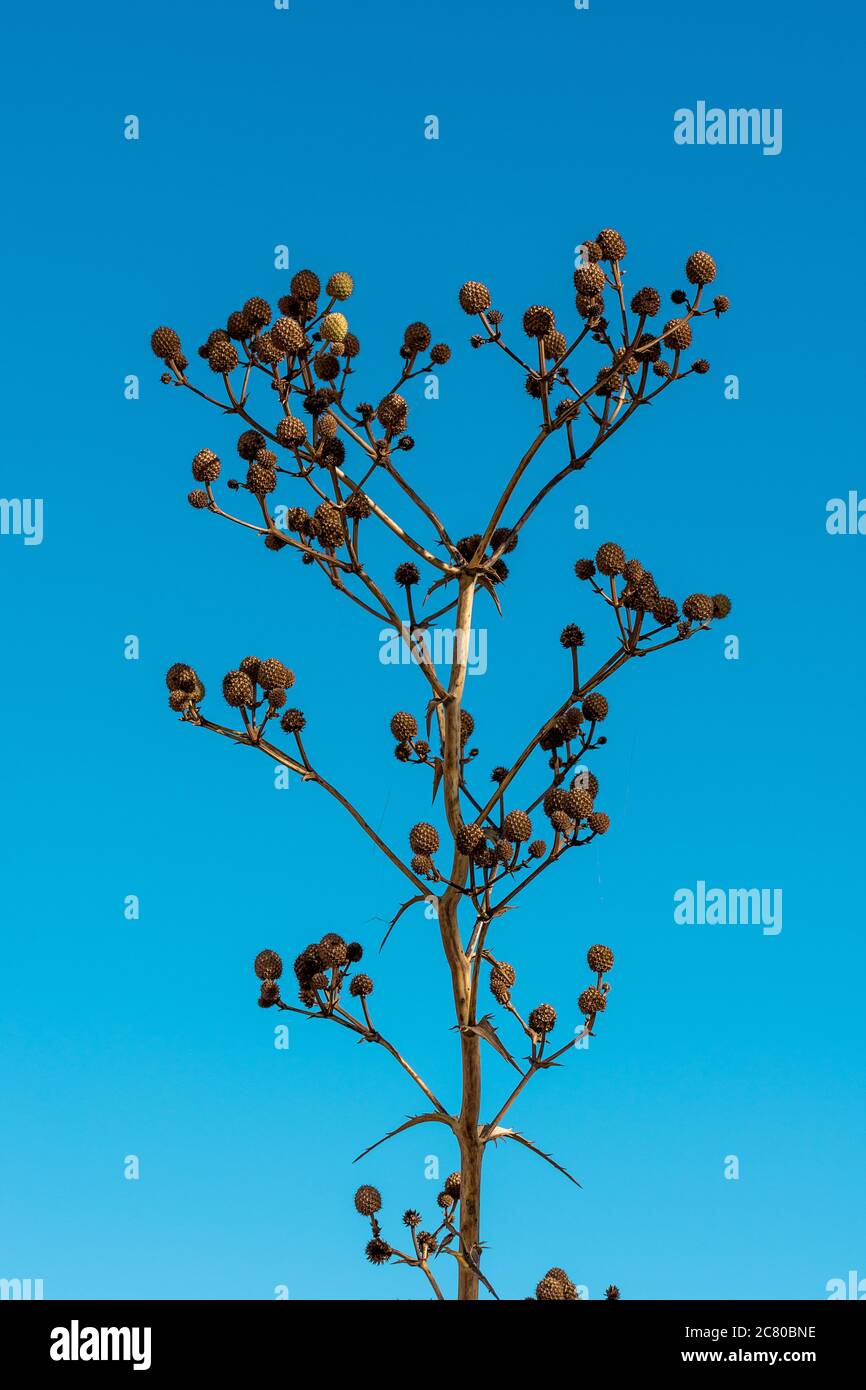 Dried field flower Stock Photo - Alamy