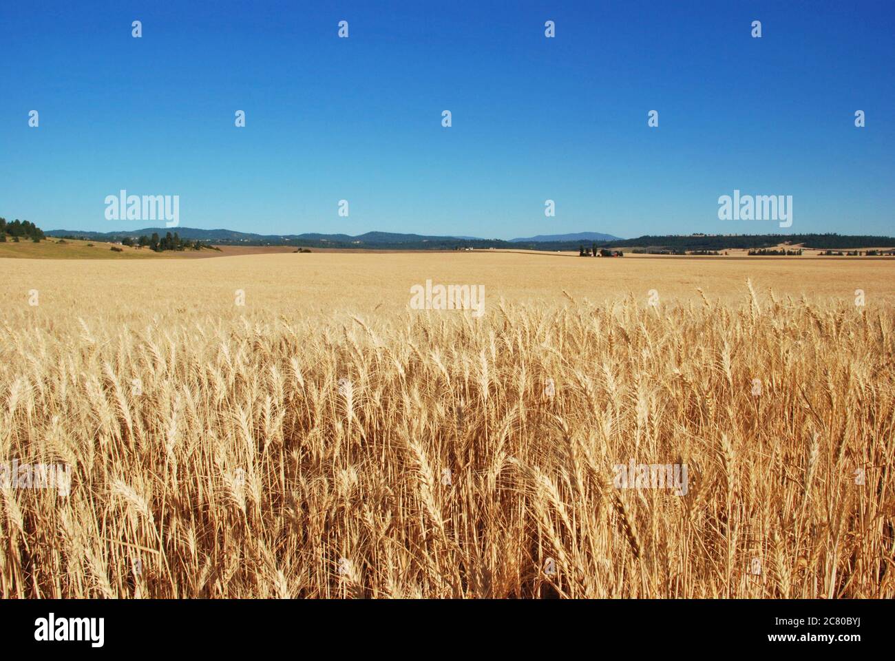 Wheat field nearing harvest in the Peone Prairie, near Spokane ...