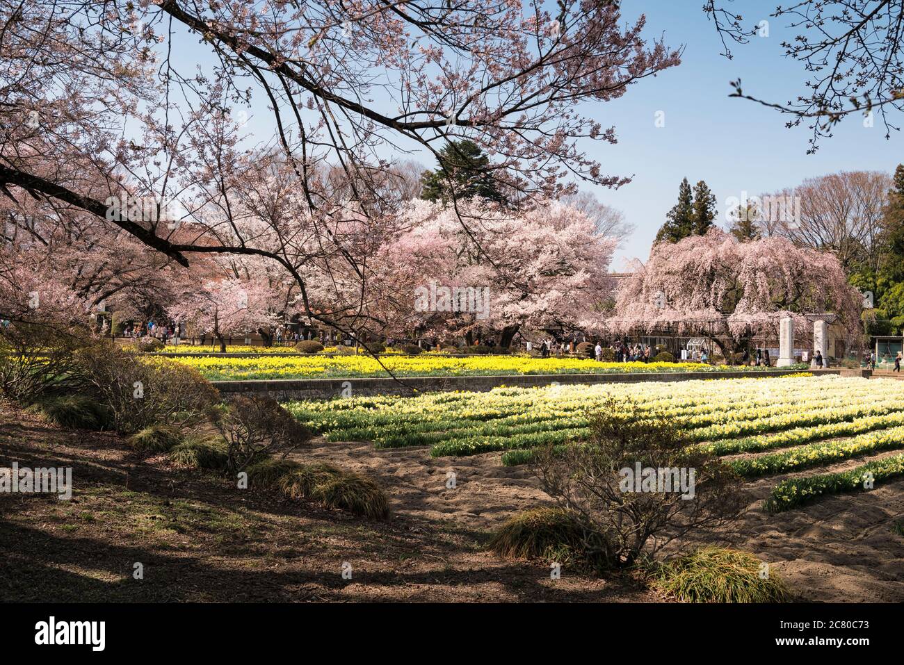 Beautiful Japanese Garden in a Sunny Morning Stock Photo - Alamy