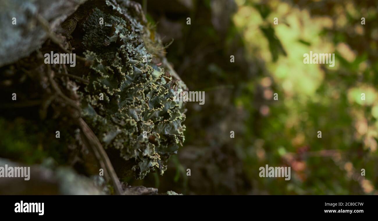 Types Of Lichen High Resolution Stock Photography and Images - Alamy