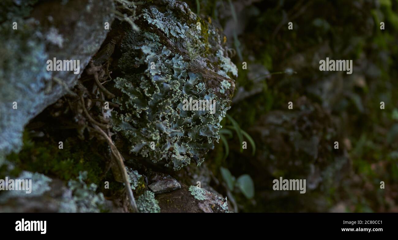 Close up of various types of lichen co-existing on a tree-trunk and ...