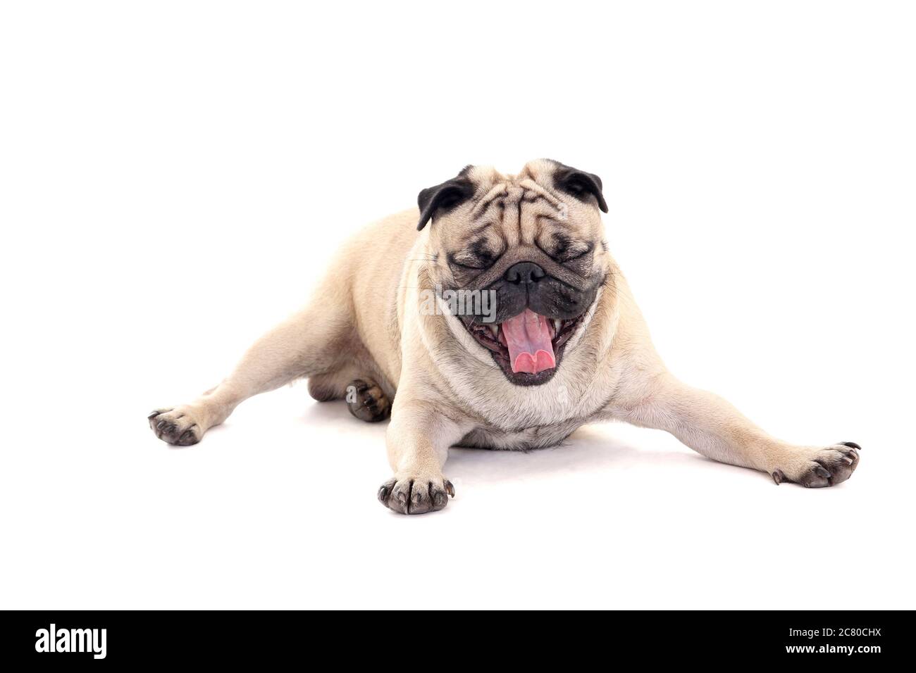 yawning dog isolated over white Stock Photo - Alamy