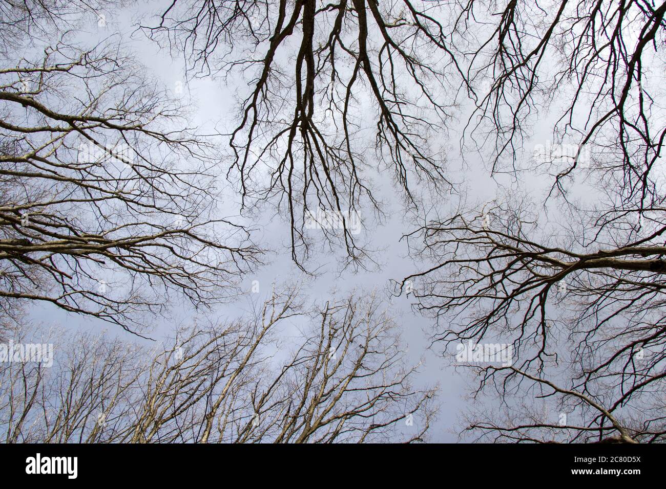 Georgian forest trees and environment,wild Stock Photo - Alamy