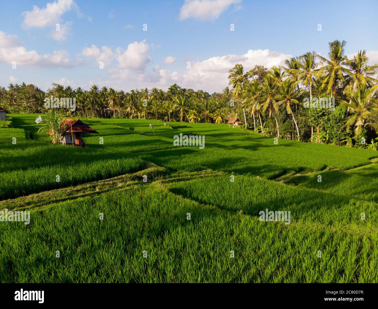 Indonesian rice fields aerial hi-res stock photography and images - Alamy