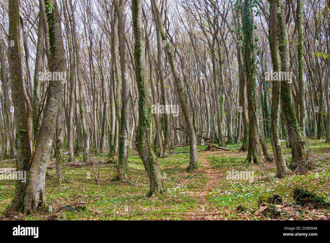 Georgian forest trees and environment,wild Stock Photo - Alamy