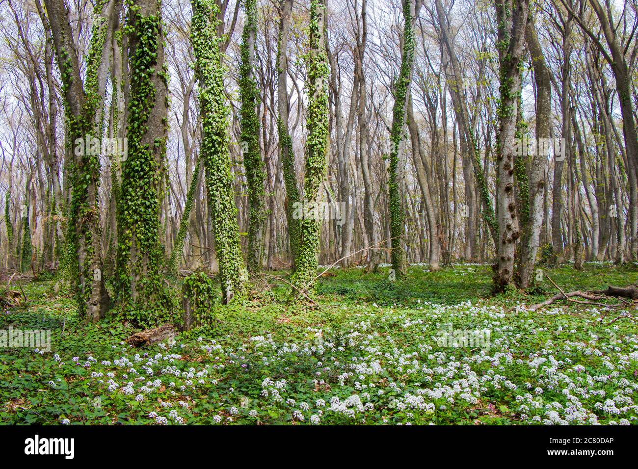 Georgian forest trees and environment,wild Stock Photo - Alamy