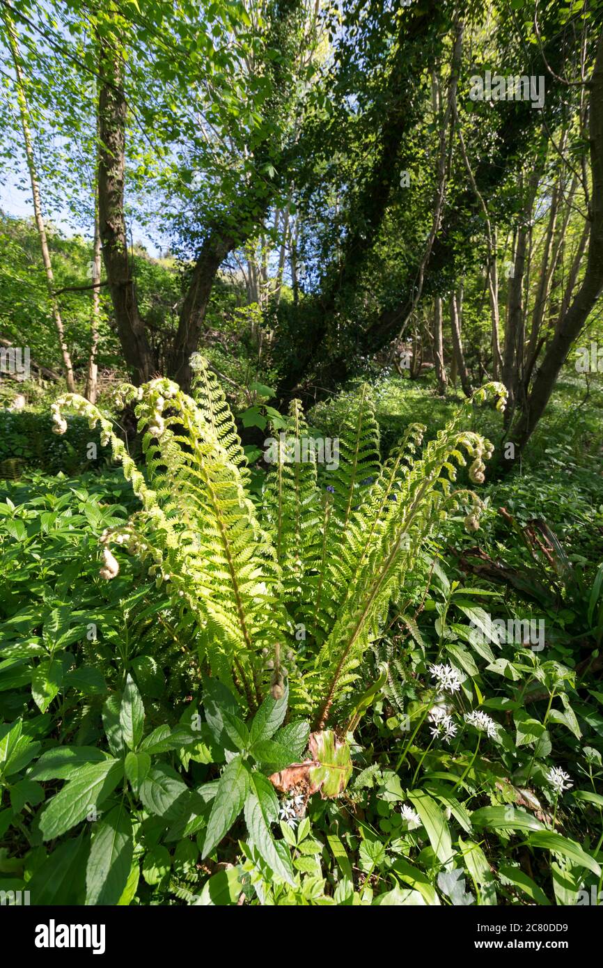 Woodland fern in spring Stock Photo - Alamy