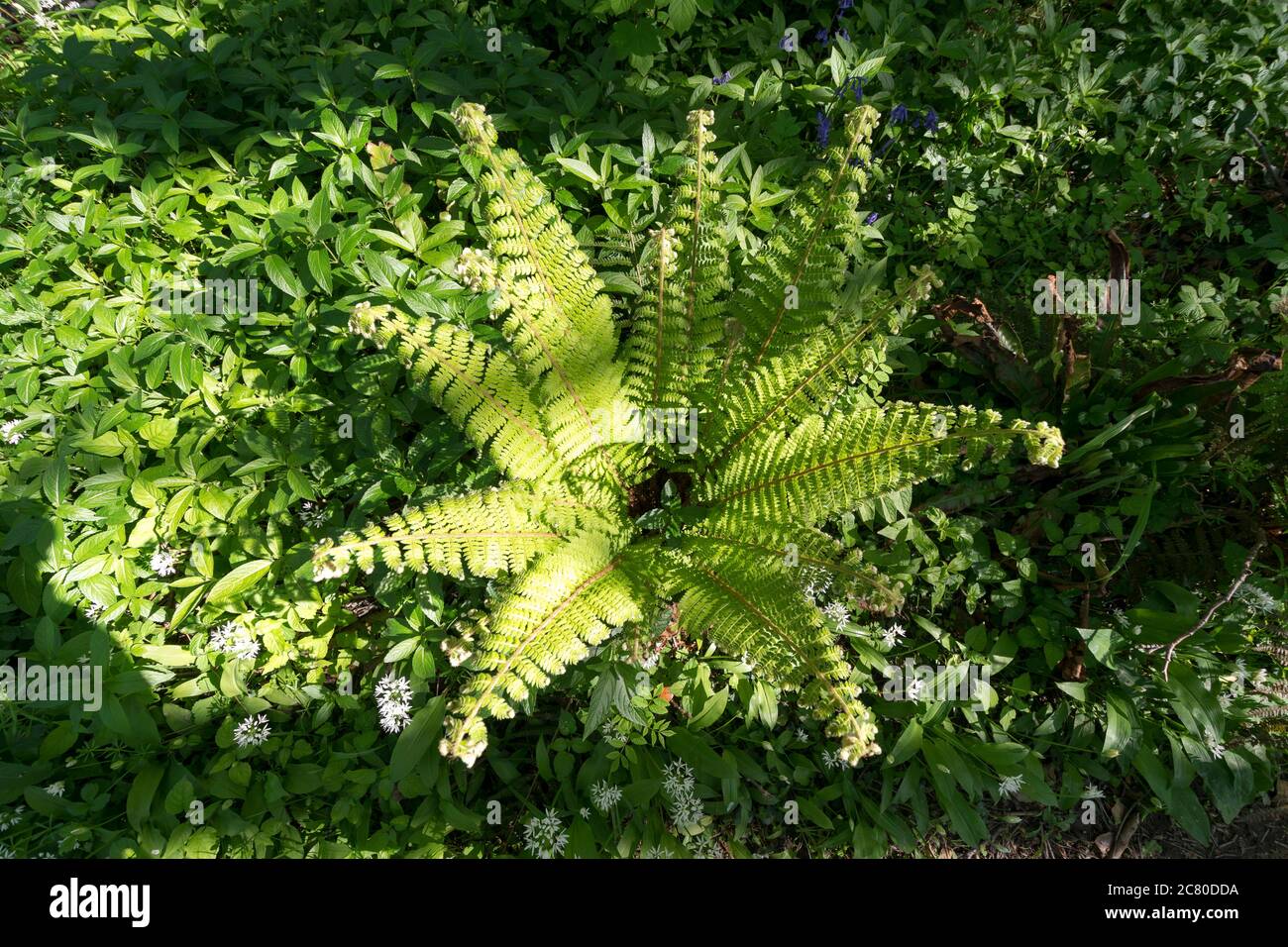 Woodland fern in spring Stock Photo - Alamy