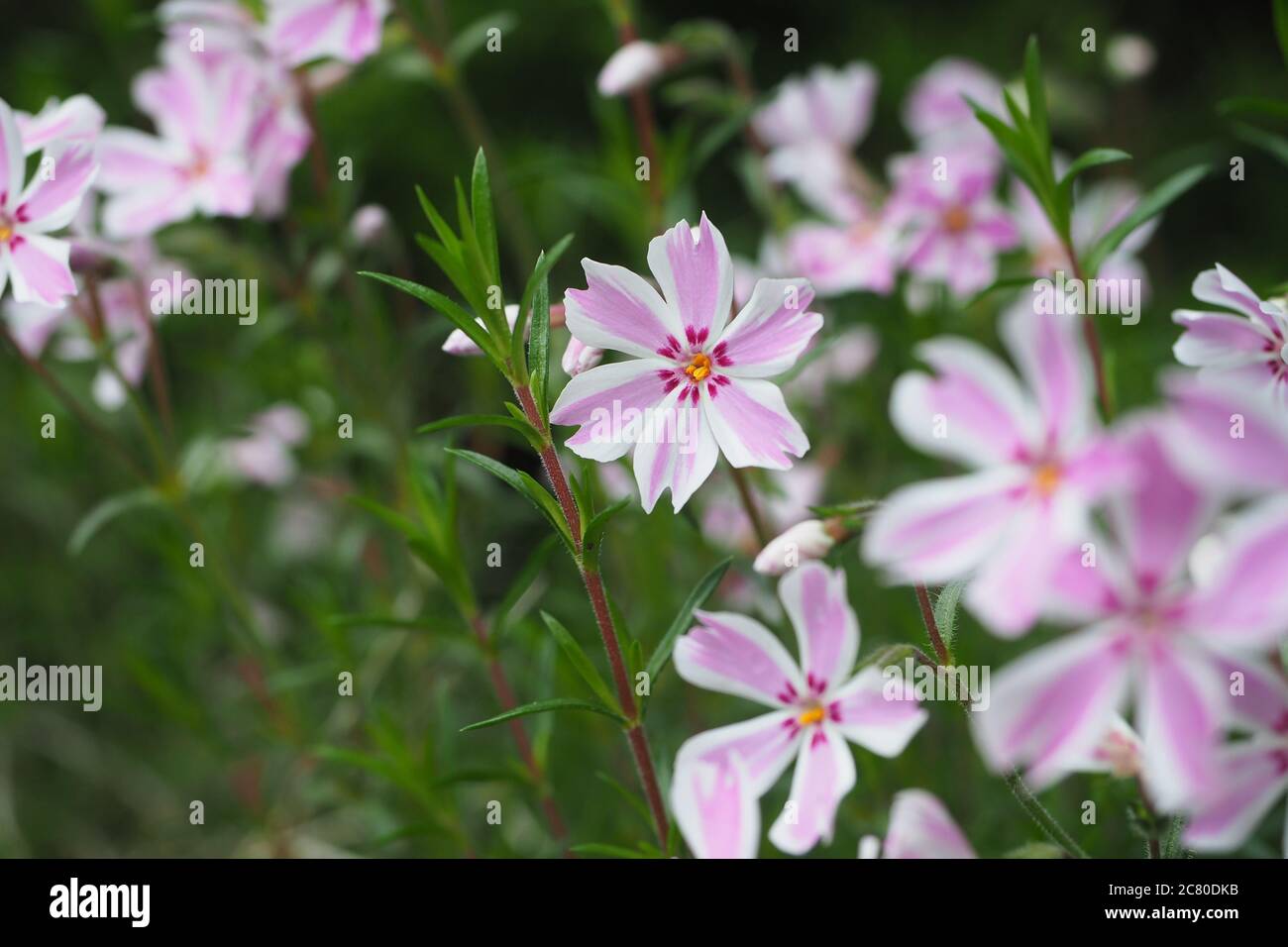 Closeup of pink-colored flowers in a garden captured during the daytime ...