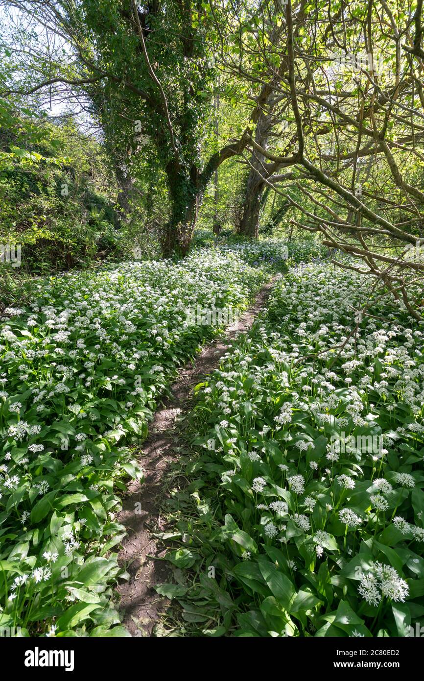 Ramsons Allium ursinum or Wild Garlic growing in a welsh wood in North ...