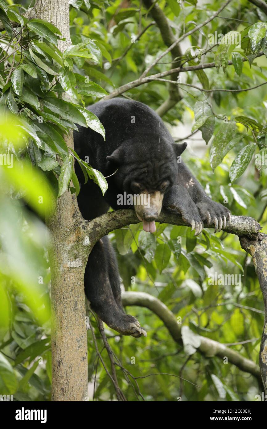 Sun bear sunbear sanctuary sepilok wildlife vulnerable threatened ...