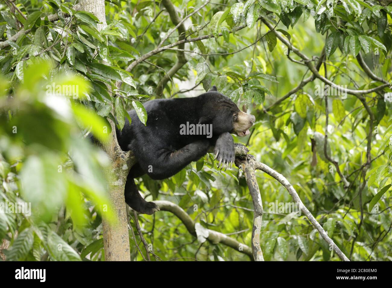 Sun bear sunbear sanctuary sepilok wildlife vulnerable threatened ...