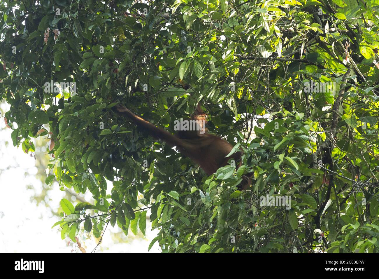 Orangutan wild wildlife Sabah Borneo Malaysia critically endangered ape ...