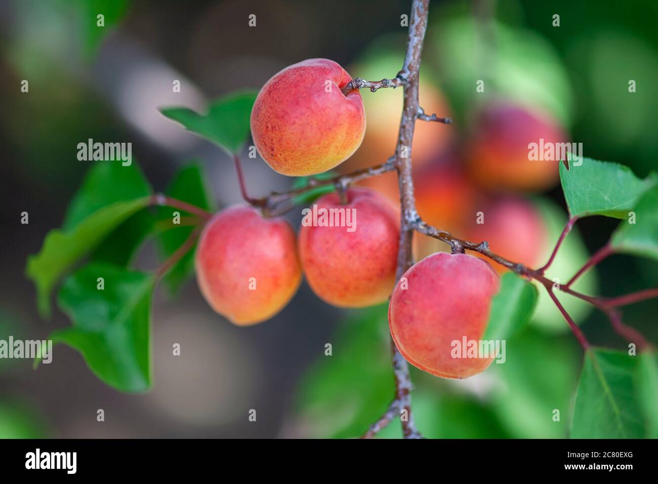 Apricot tree fruit hi-res stock photography and images - Alamy
