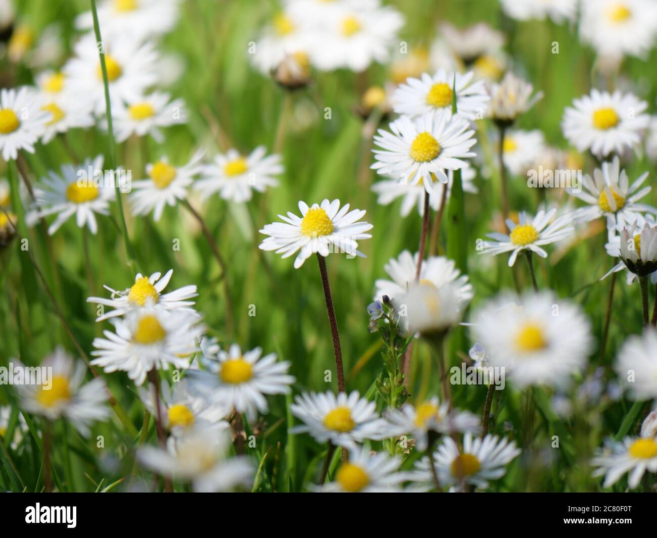 Daisy clusters daisies hi-res stock photography and images - Alamy