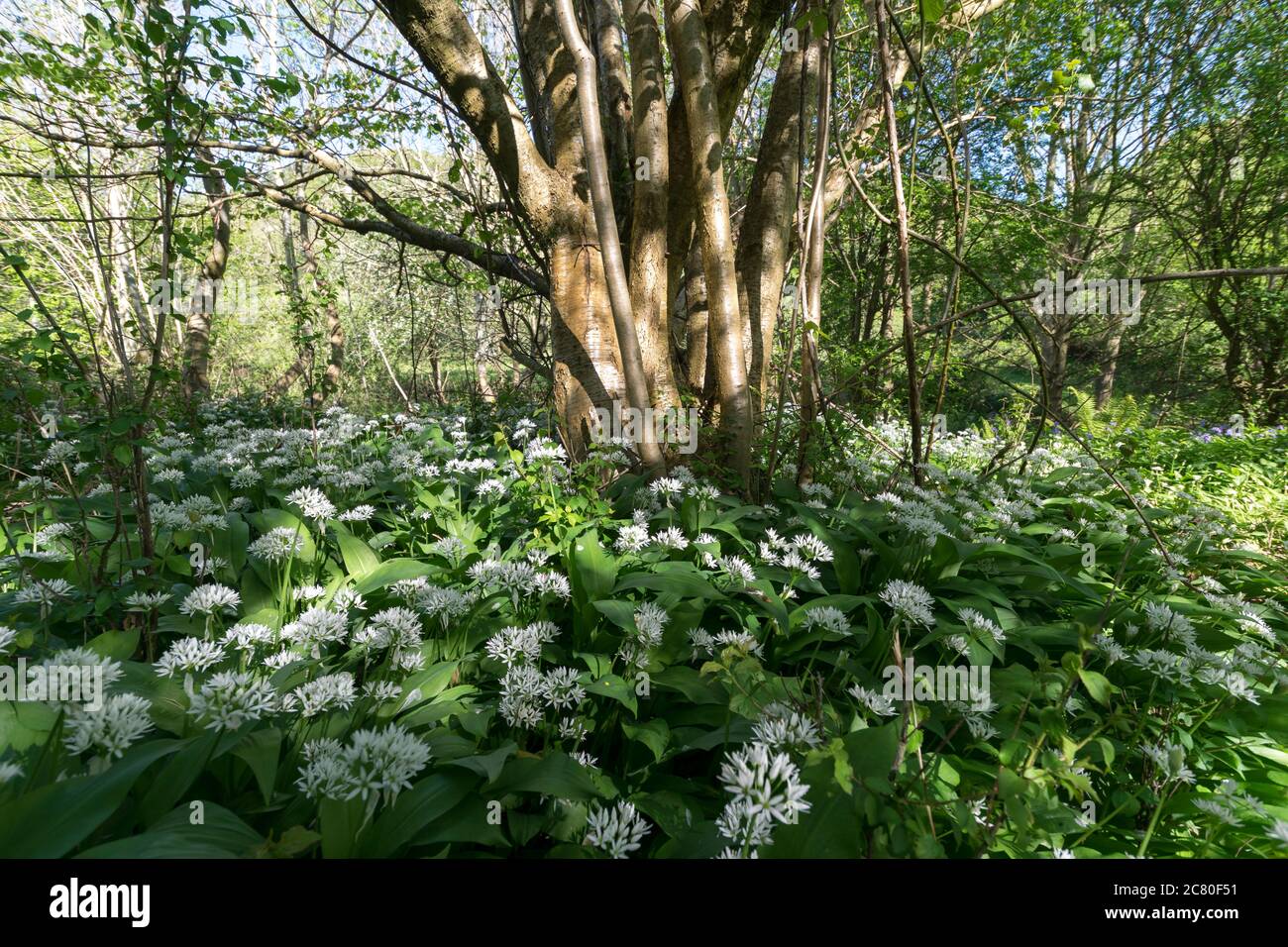 Ramsons Allium ursinum or Wild Garlic growing in a welsh wood in North ...