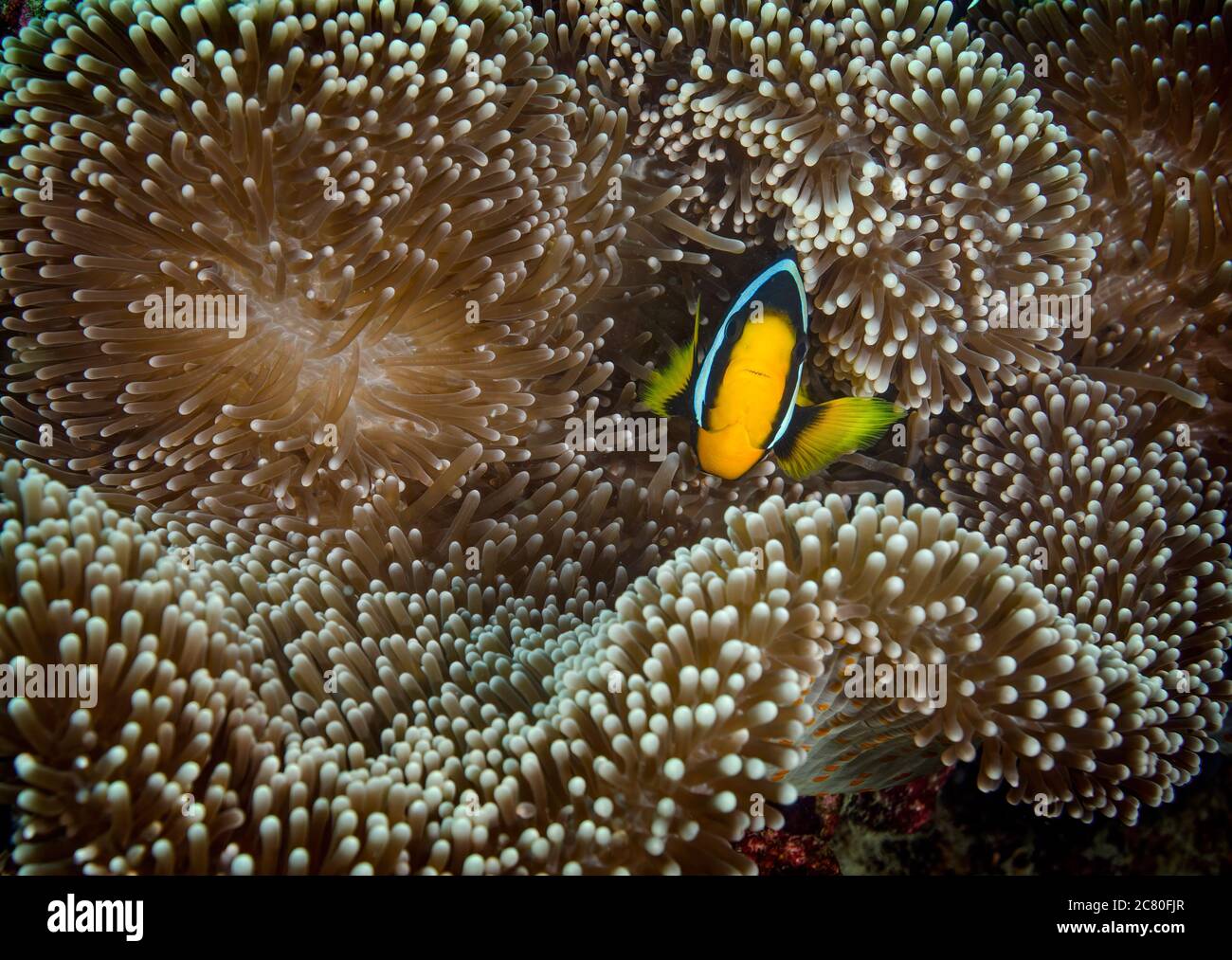 Clark's Anemonefish or Yellowtail Clownfish, Amphiprion clarkii, on ...