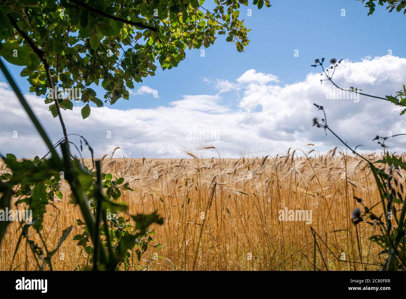 Golden wheat grain on a field in the summer with green branches hanging ...