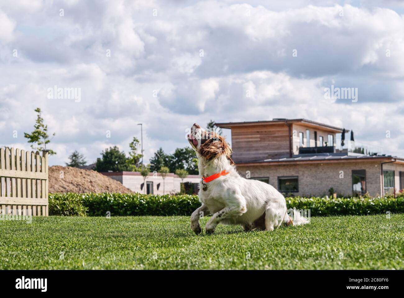Springer Spaniel Dog playing in a garden on a cloudy day in the spring ...