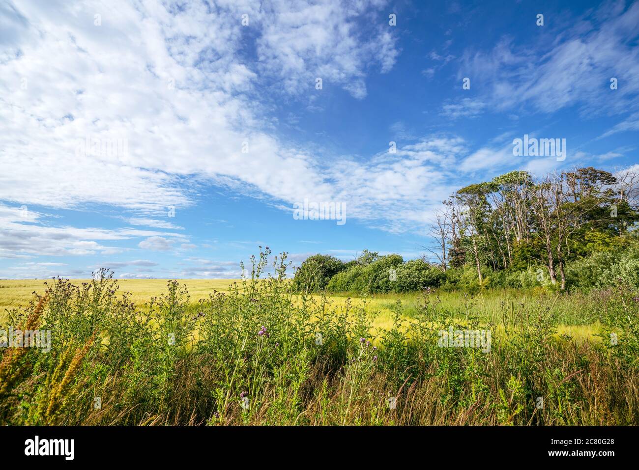 Uncultivated field trees no people hi-res stock photography and images ...