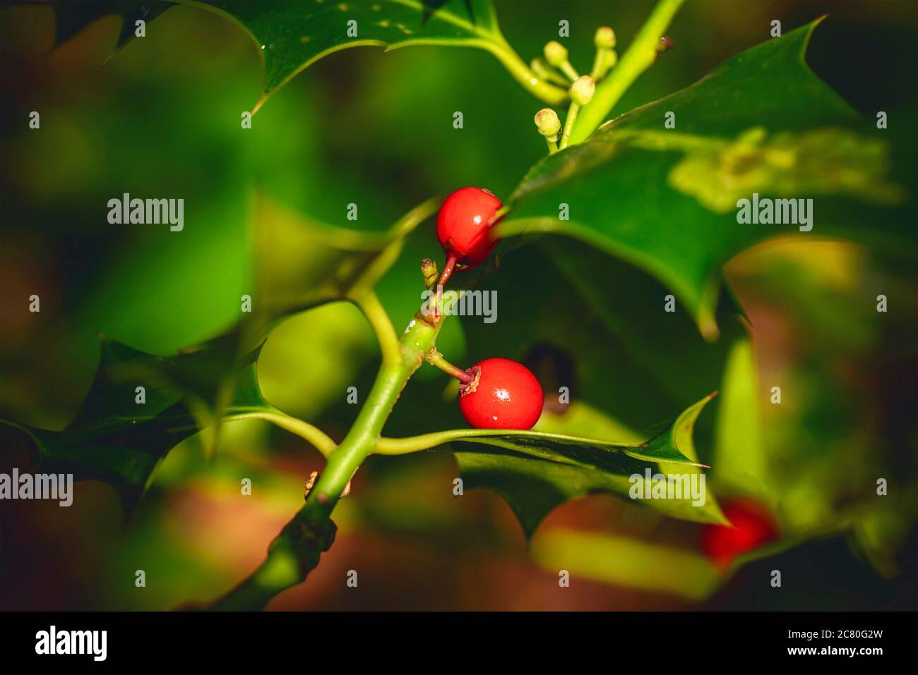English holly tree with red berries and sharp green leaves in a forest ...